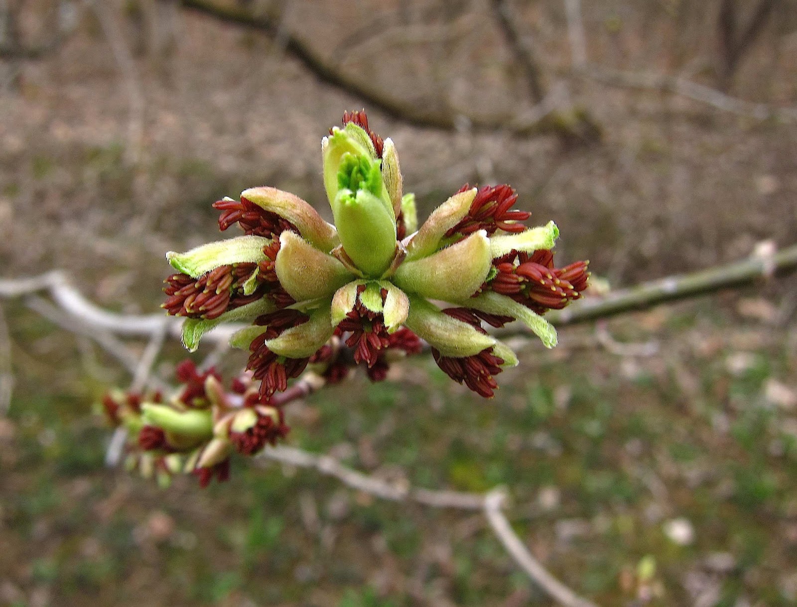 Saratoga woods and waterways: Wildflowers Arise!