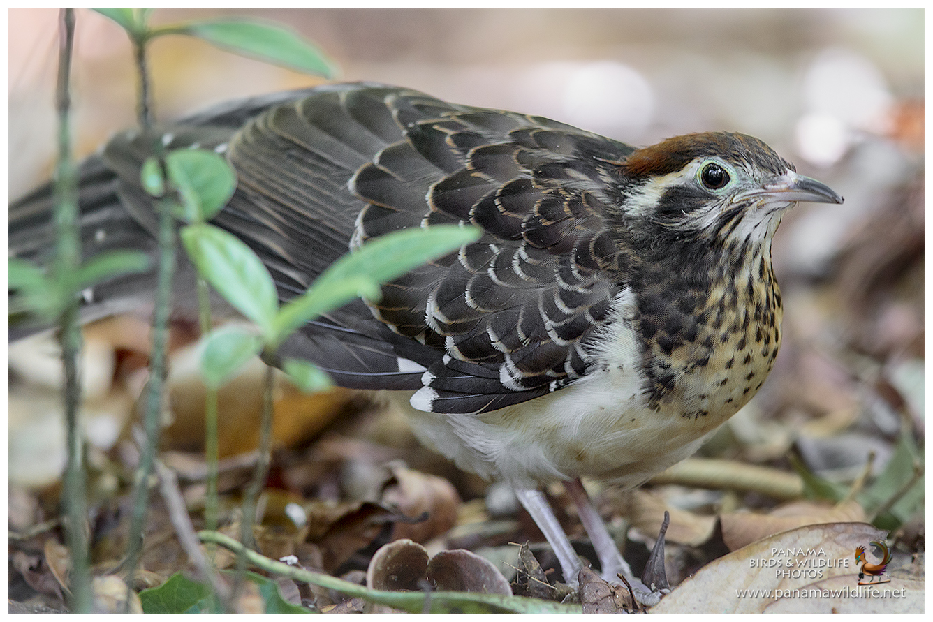Featured species: Pheasant Cuckoo (Dromococcyx phasianellus) (pt. 2)