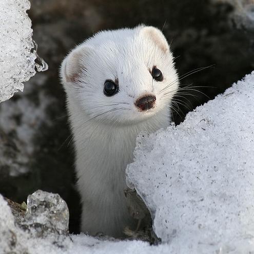 Searching for Ithaka: Russian Weasels Are Your Friends