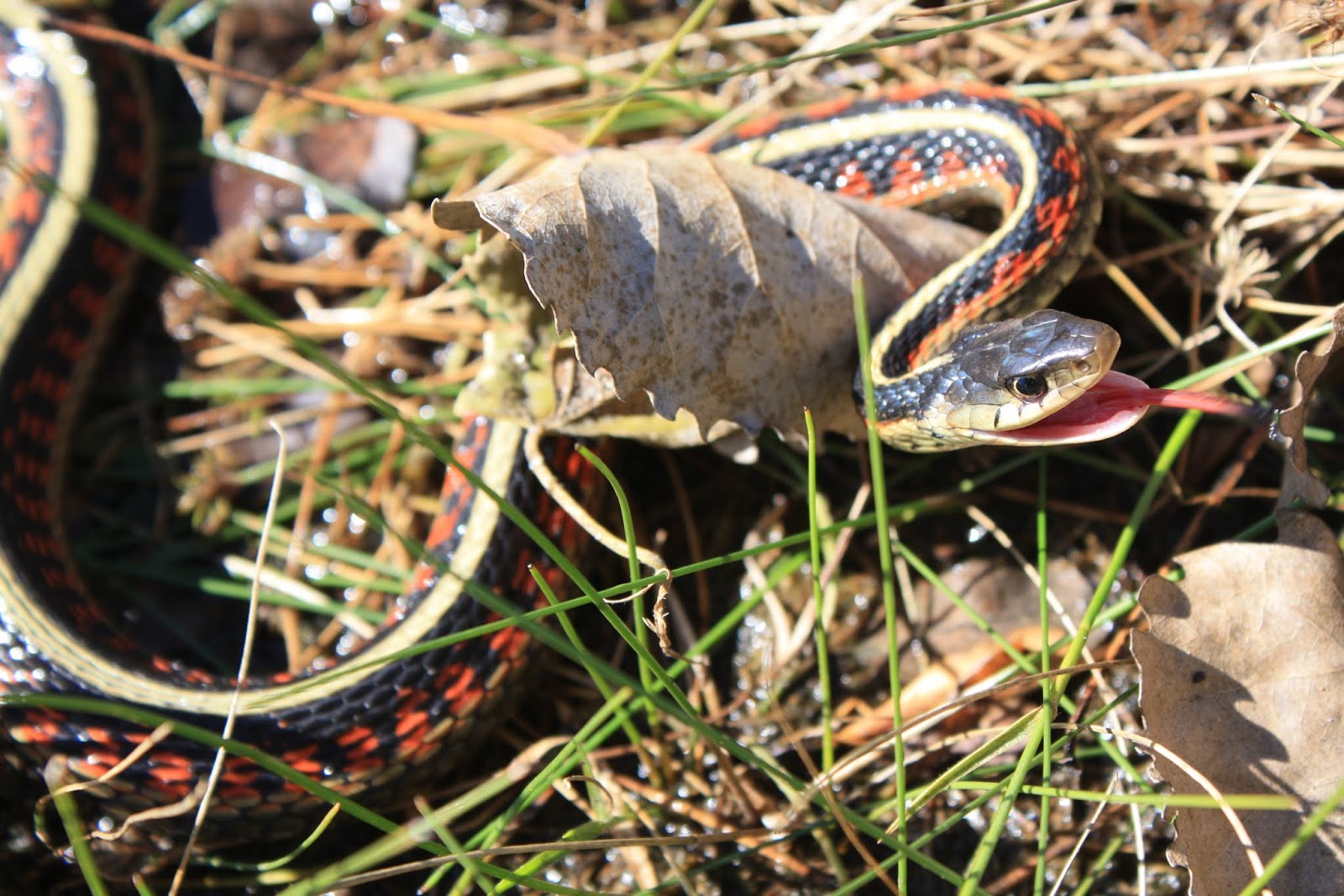 Flyover Country: Red-sided garter snake