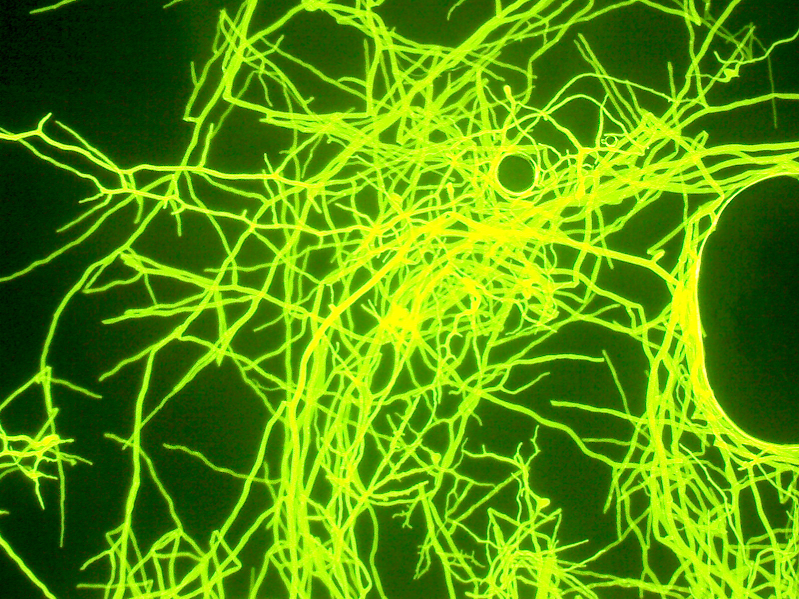 An Observation of Mushroom Phenomena: December 11, Fluorescent ...