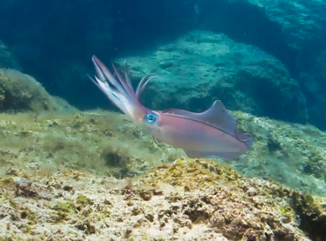 Scuba Tech Diving Centre, Cyprus: SQUID Pro Quo