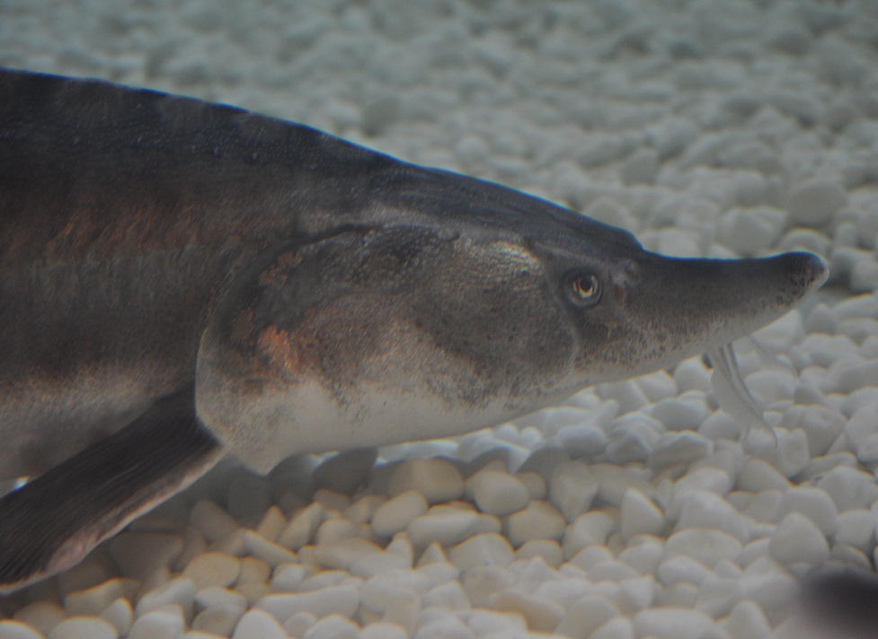ZOOTOGRAFIANDO (MI COLECCIÓN DE FOTOS DE ANIMALES): ESTURIÓN EUROPEO ...
