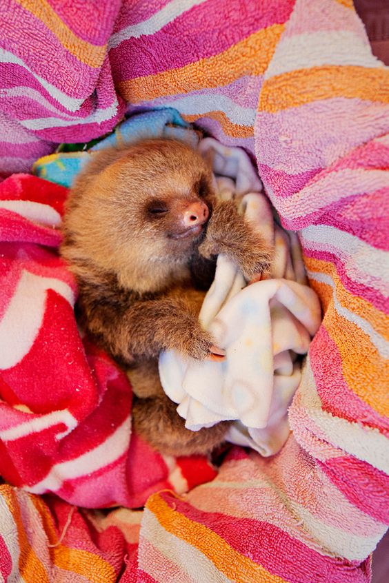 Lenjivac / sloth / je simpatična životinja prepoznatljiva po maloj ...