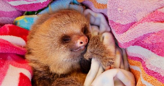 Lenjivac / sloth / je simpatična životinja prepoznatljiva po maloj ...