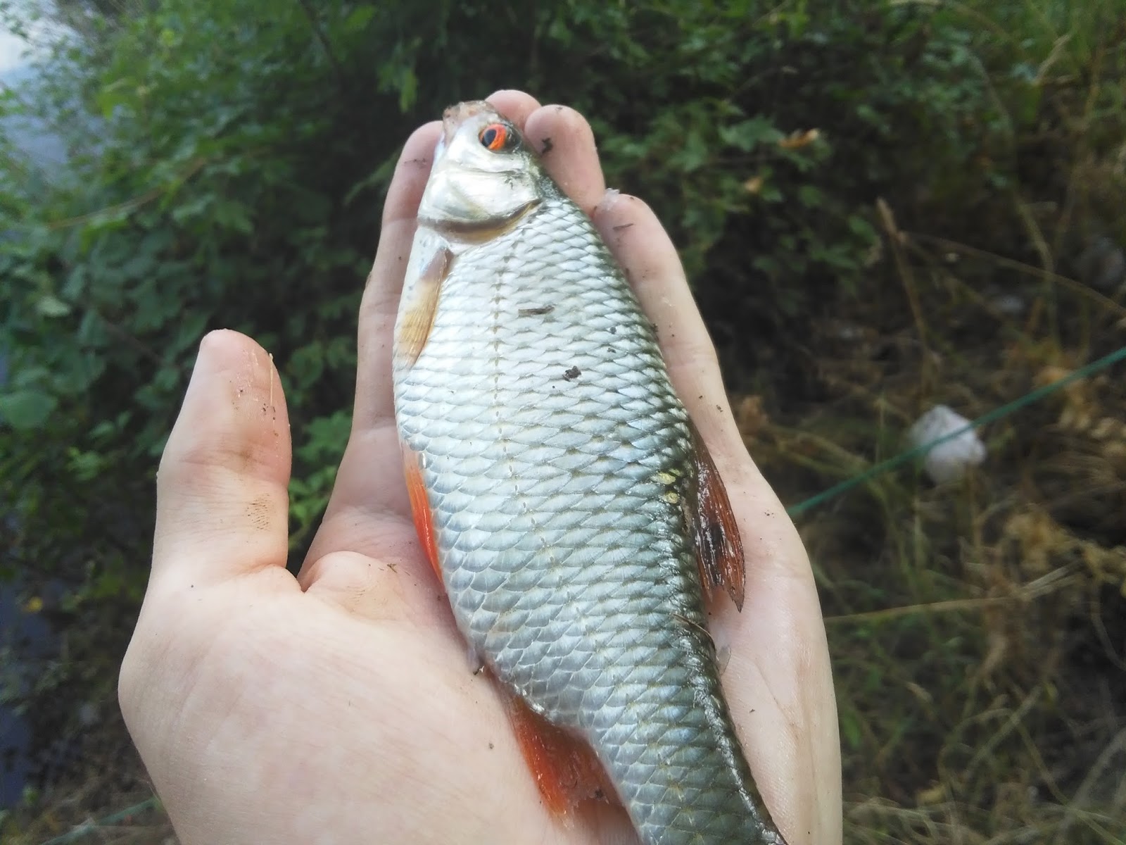 RIBOLOV NA MOJ NAČIN: Letnji lov bodorke na stajaćoj vodi
