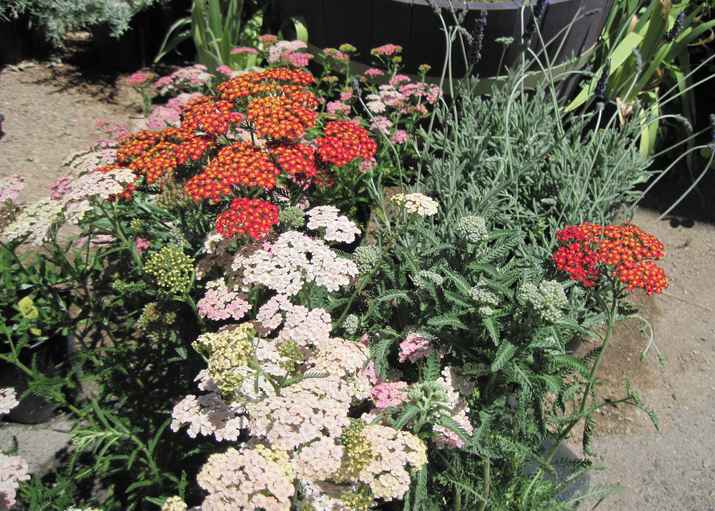 Barb's Garden Observations: Yarrow is Ideal for Xeriscaping