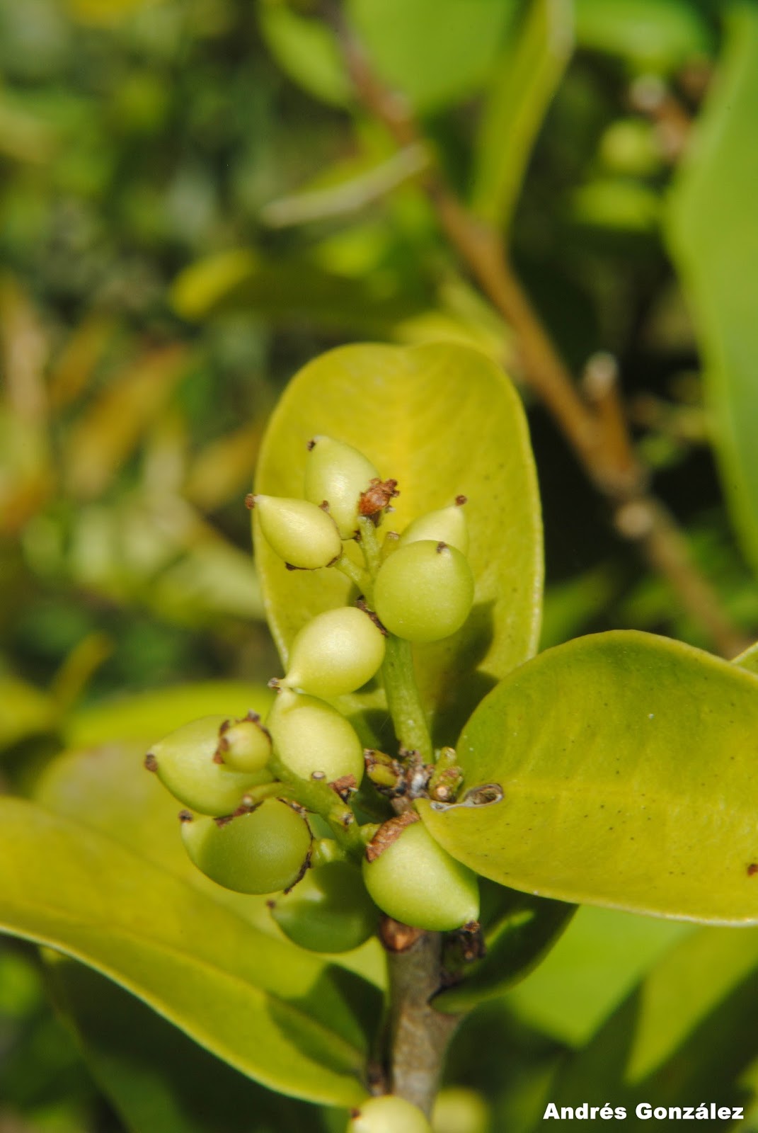 FOTOS DE FLORA NATIVA Y ADVENTICIAS DE URUGUAY : Daphnopsis racemosa ...