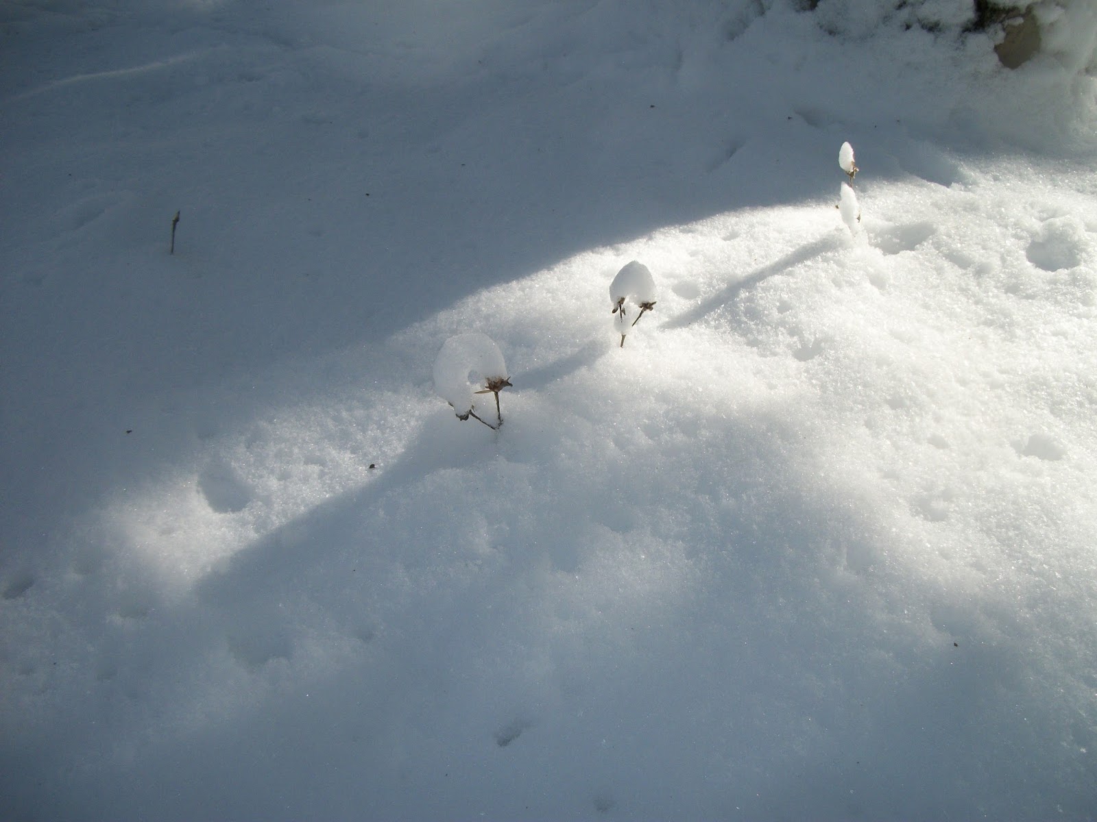 Henny Penny Lane: Our big snow!!