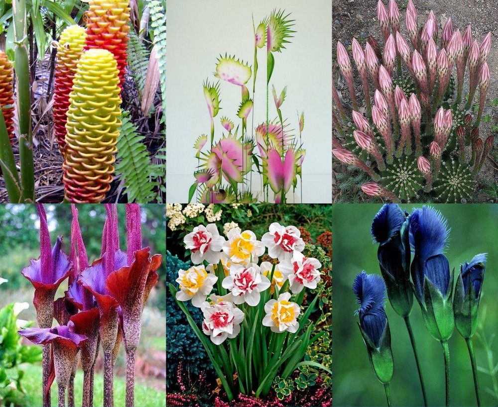 Keindahan Bunga Dan Peribahasa Melayu - Relaks Minda