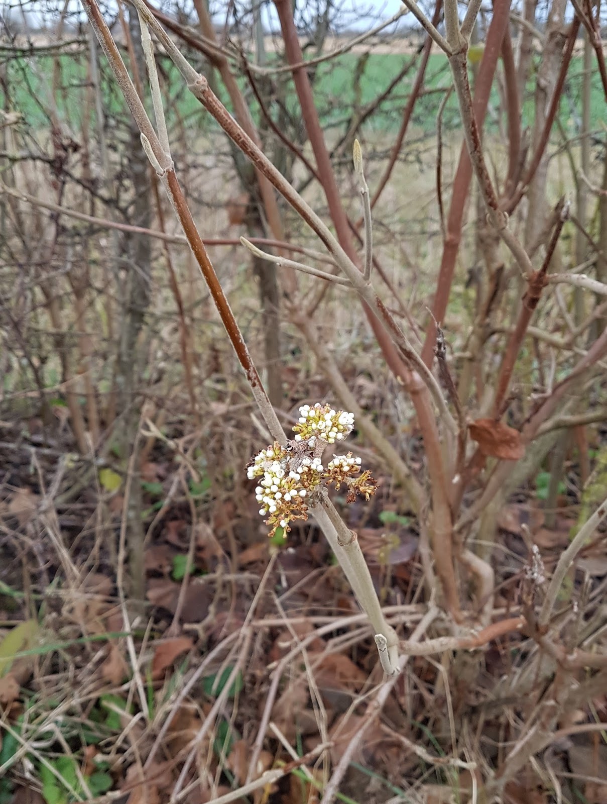 justthoughtsnstuff: wayfaring tree, happy new year!!!!
