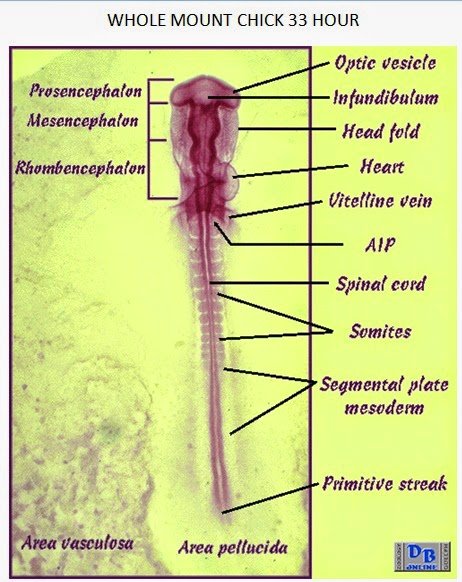 Laporan Perkembangan Embrio Ayam