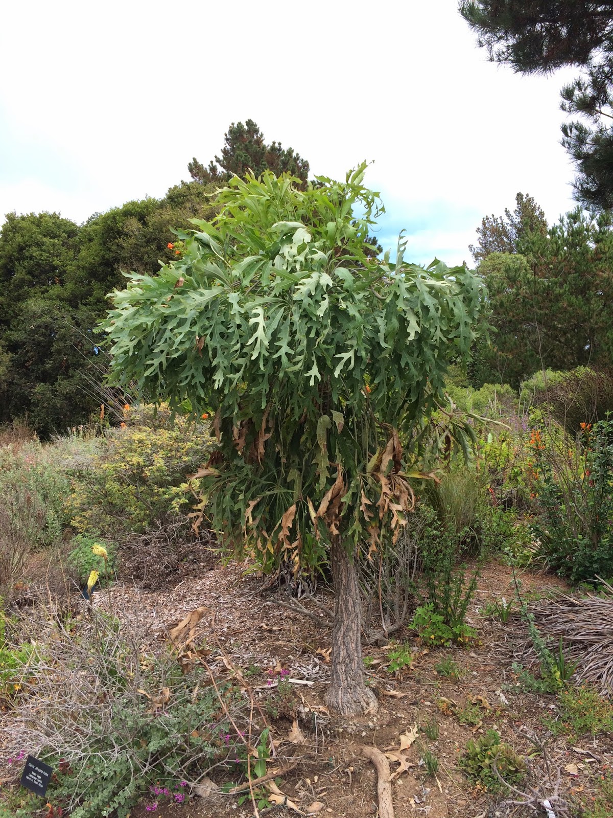 Trees of Santa Cruz County: Cussonia paniculata sinuata - Mountain ...