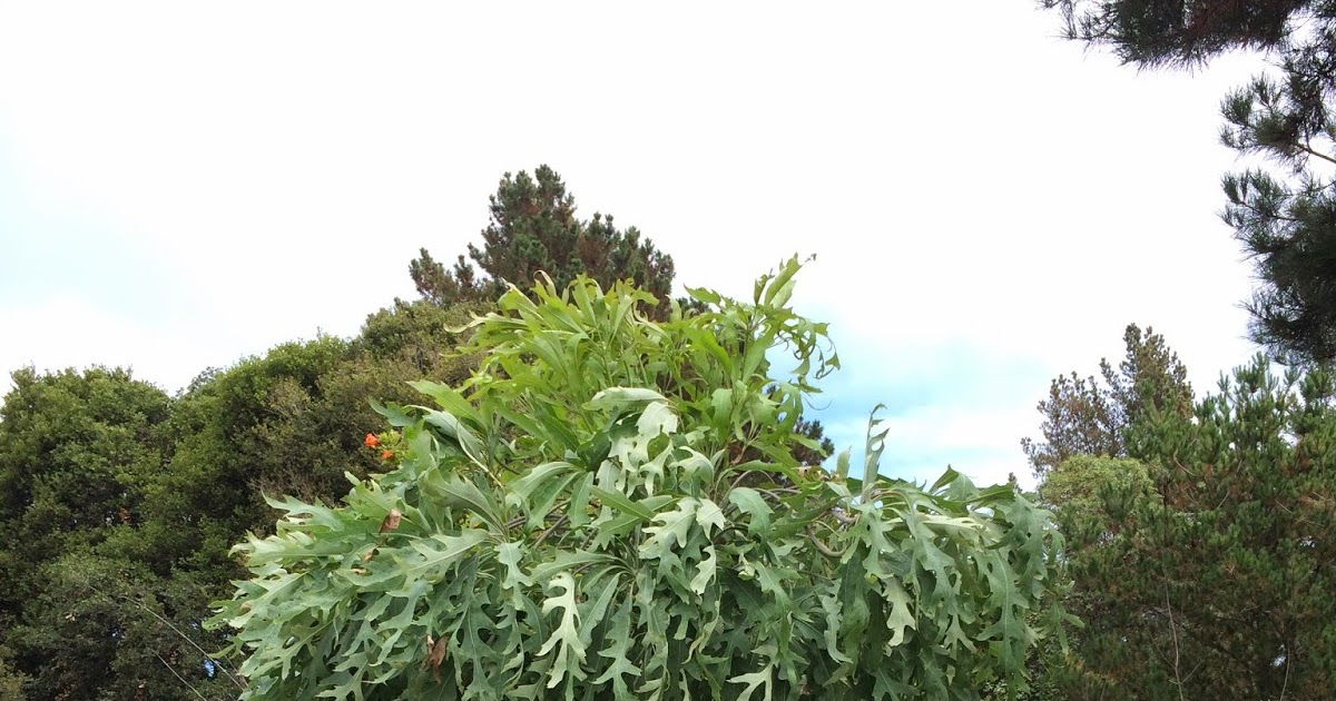 Trees of Santa Cruz County: Cussonia paniculata sinuata - Mountain ...