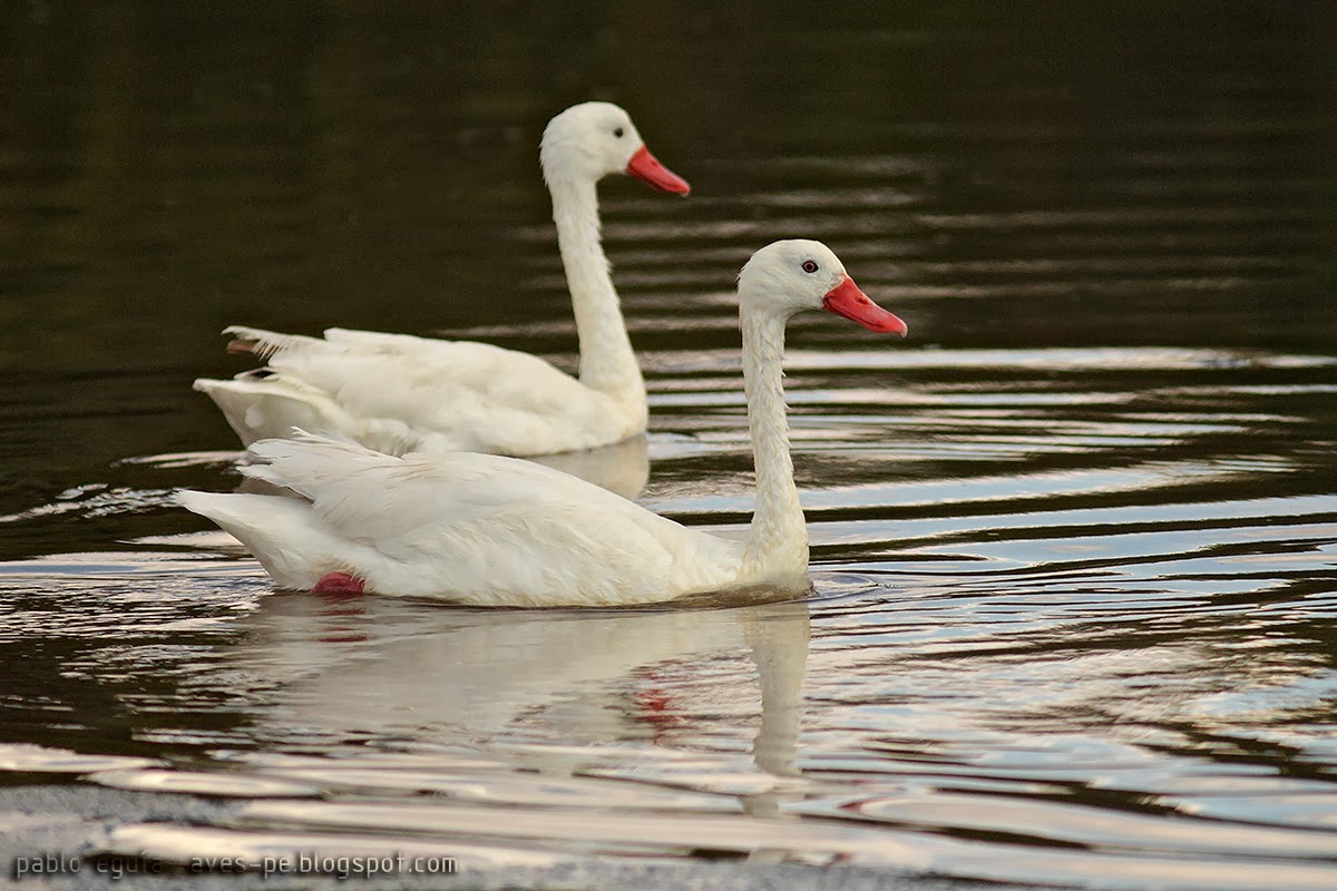 mis fotos de aves: Coscoroba coscoroba Coscoroba Coscoroba Swan