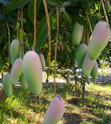 PlantOGram.com: ! ! ! NEW ! ! ! MAHA CHINOOK MANGO