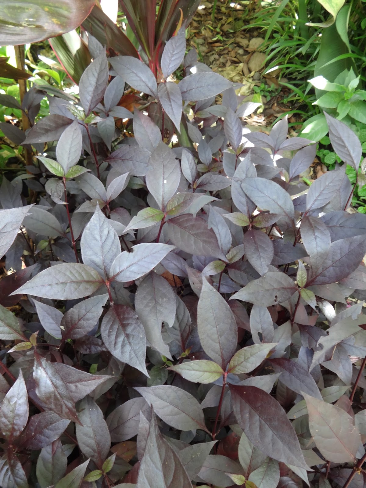 Herbs from Distant Lands: Alternanthera sessilis - Sessile Joyweed ...