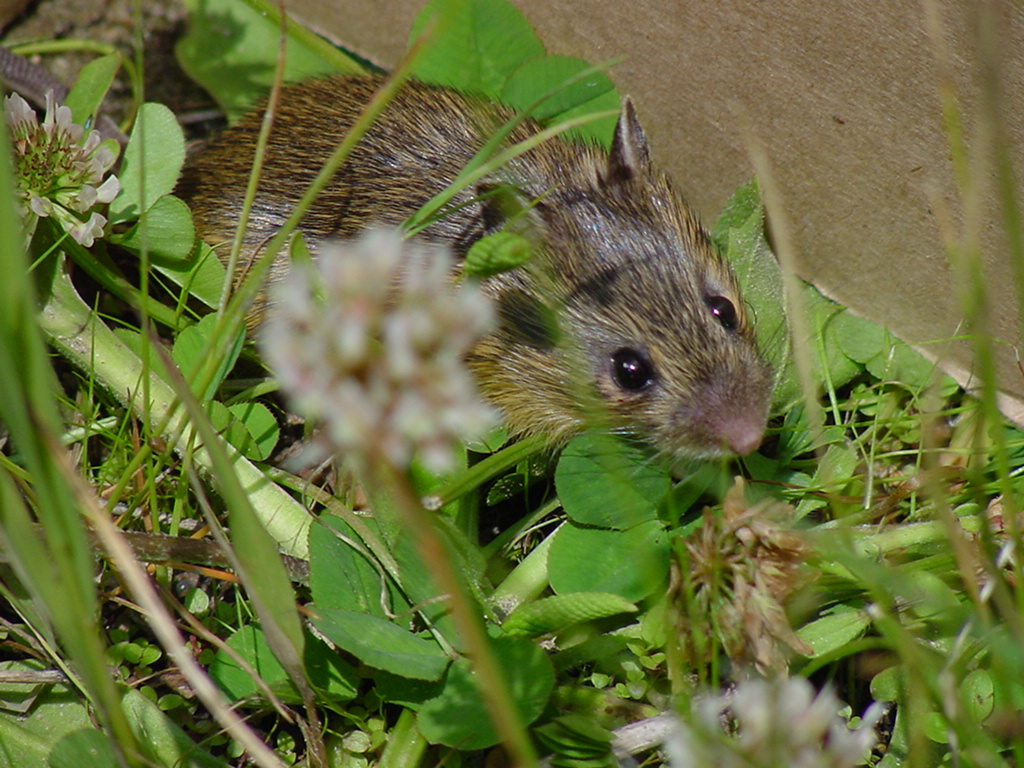 Feds to review status of Preble's meadow jumping mouse ~ Natural ...