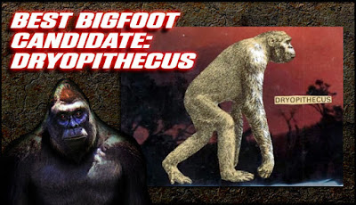 The Crypto Blast: Meet the Dryopithecus