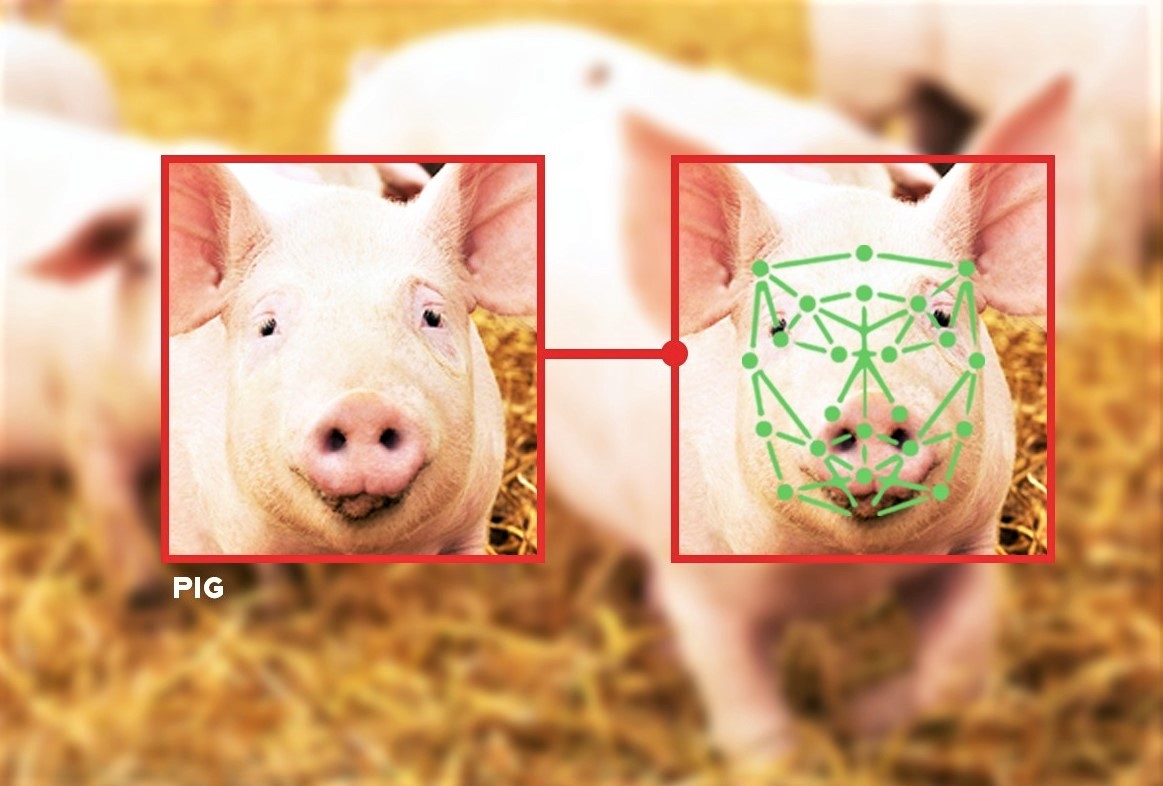 CAST: Pig Production Includes Facial Recognition and Mood Analysis?