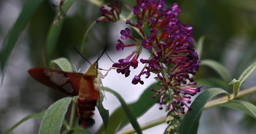 Wordless Wednesday: Hummingbird Moth | Marianna | Connecticut Mom Blog