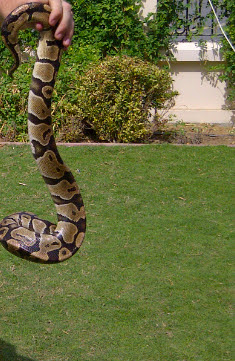 DUBAI EXPERIMENT: March 2012