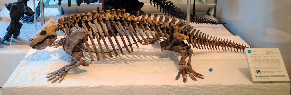 Blog de la Vida Prehistórica: Diadectes