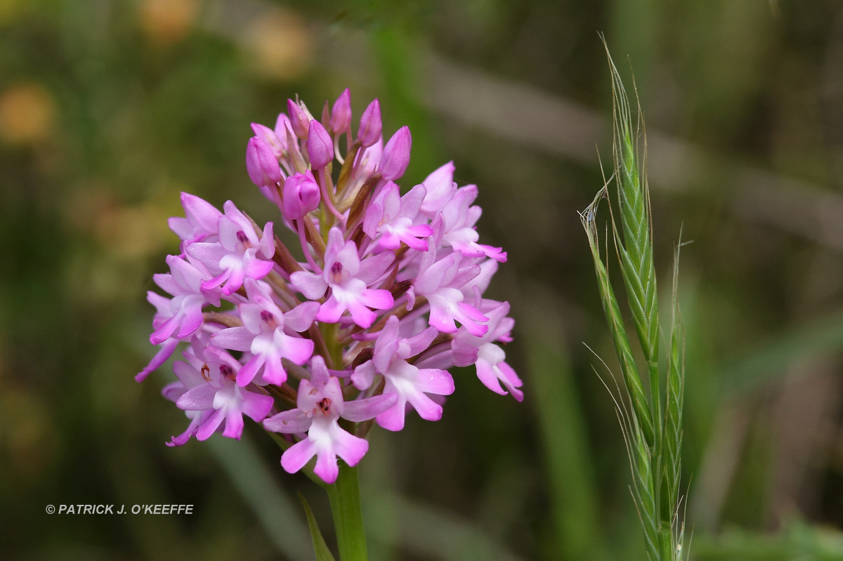Raw Birds: PYRAMIDAL ORCHID (Anacamptis pyramidalis) Cape Kutri ...