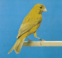 Canarios de Color: Canarios Brunos