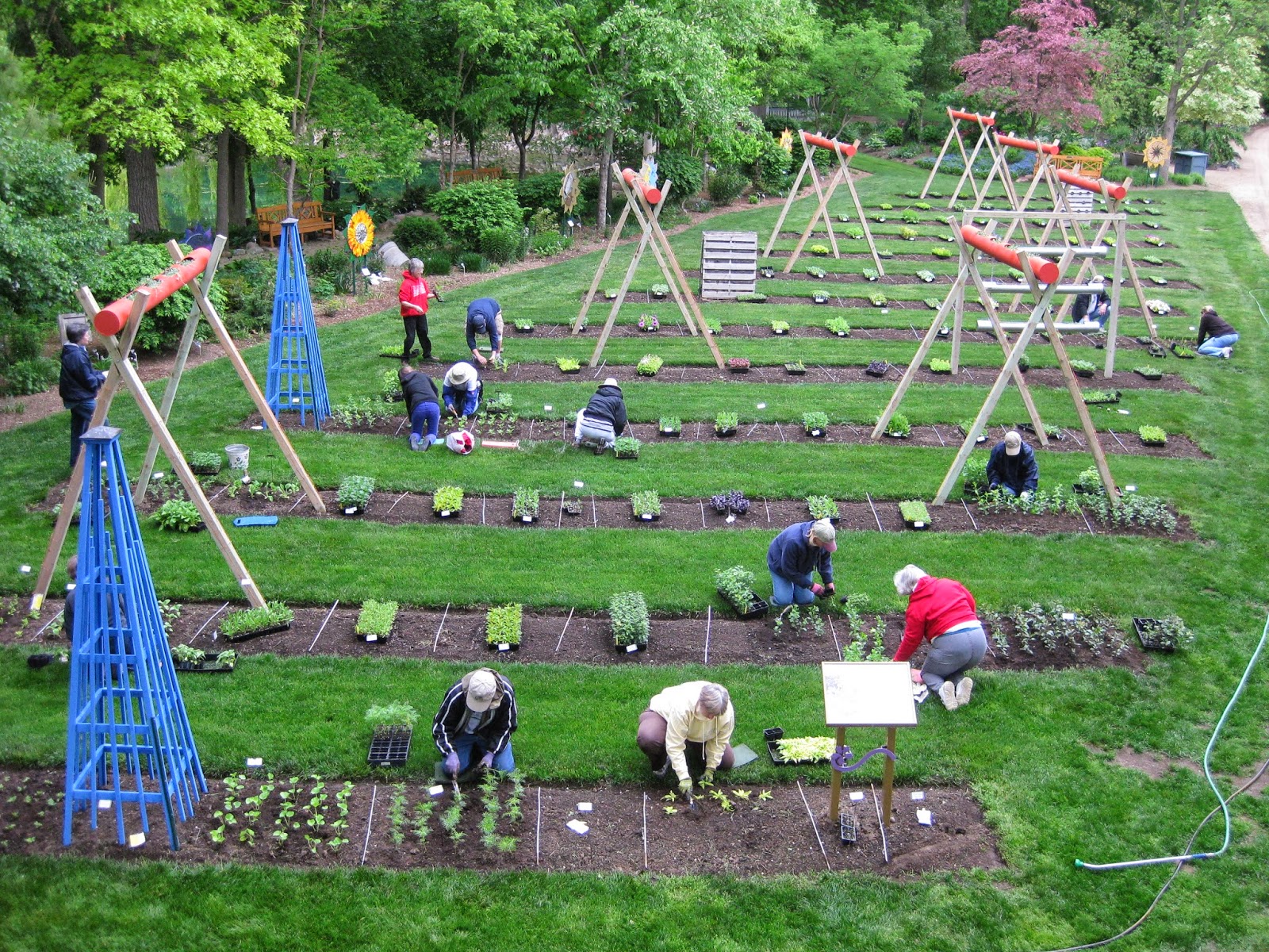 Rotary Botanical Gardens - Hort Blog: All-America Selections Repeat Victory