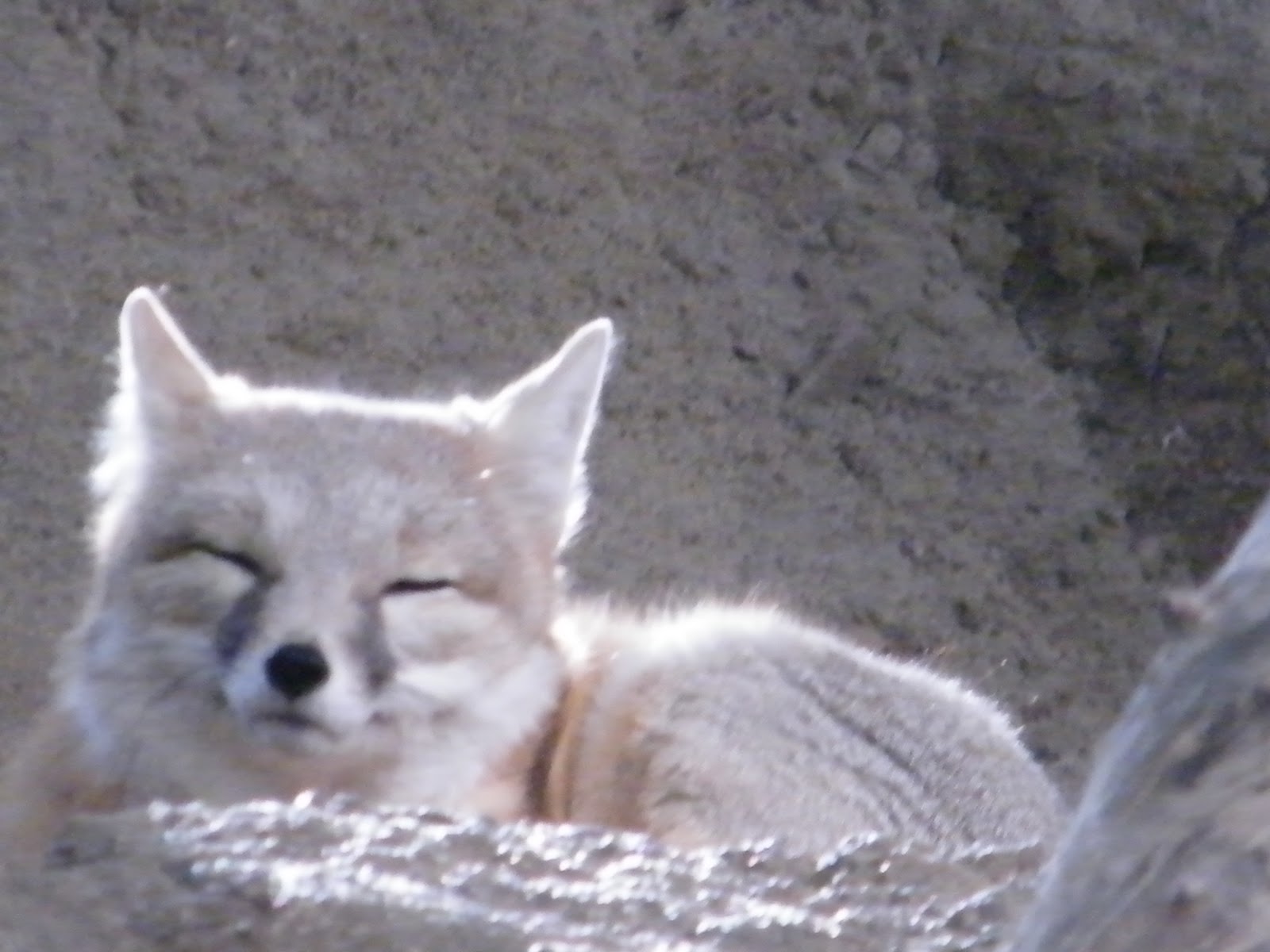 Mostly pictures: 23 random zoo pictures!