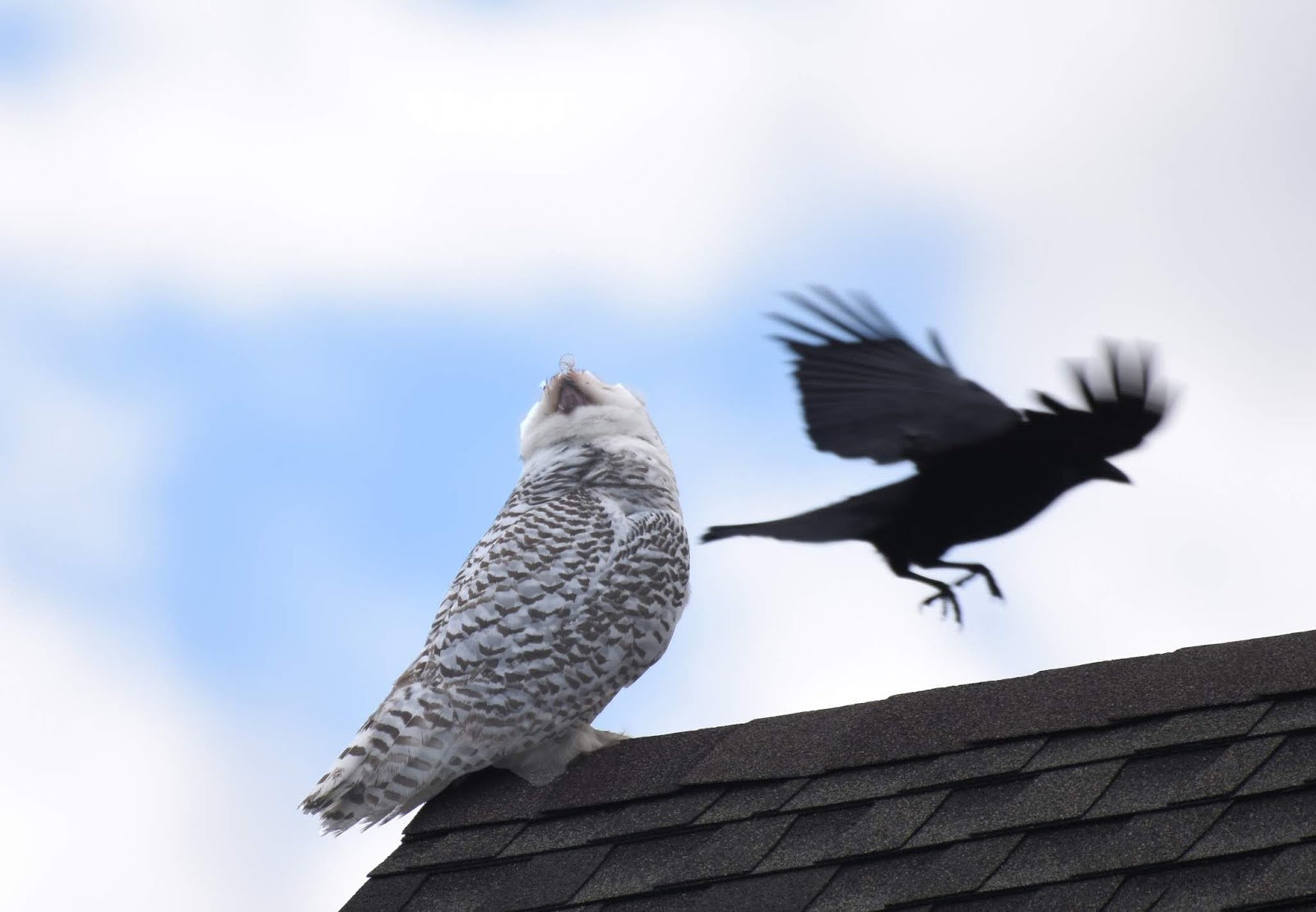 Notes from Halibut Point: Crow Combat