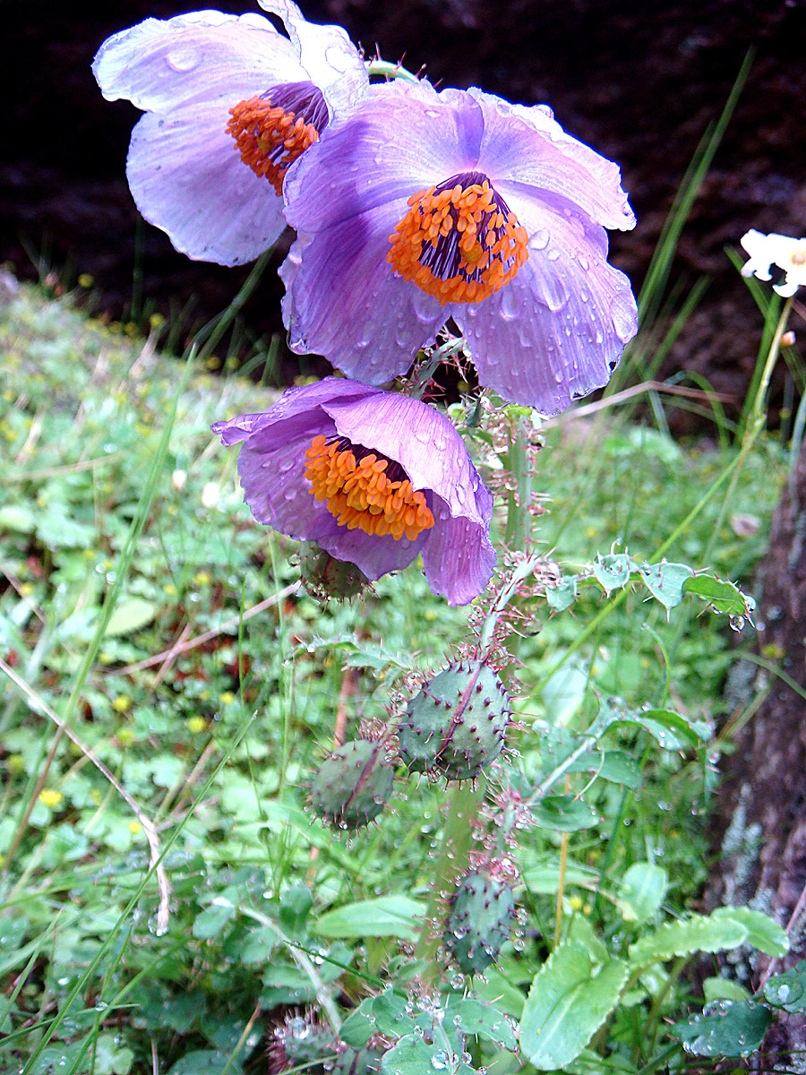 Meconopsis World - A Visual Reference: Meconopsis aculeata - Photos In ...