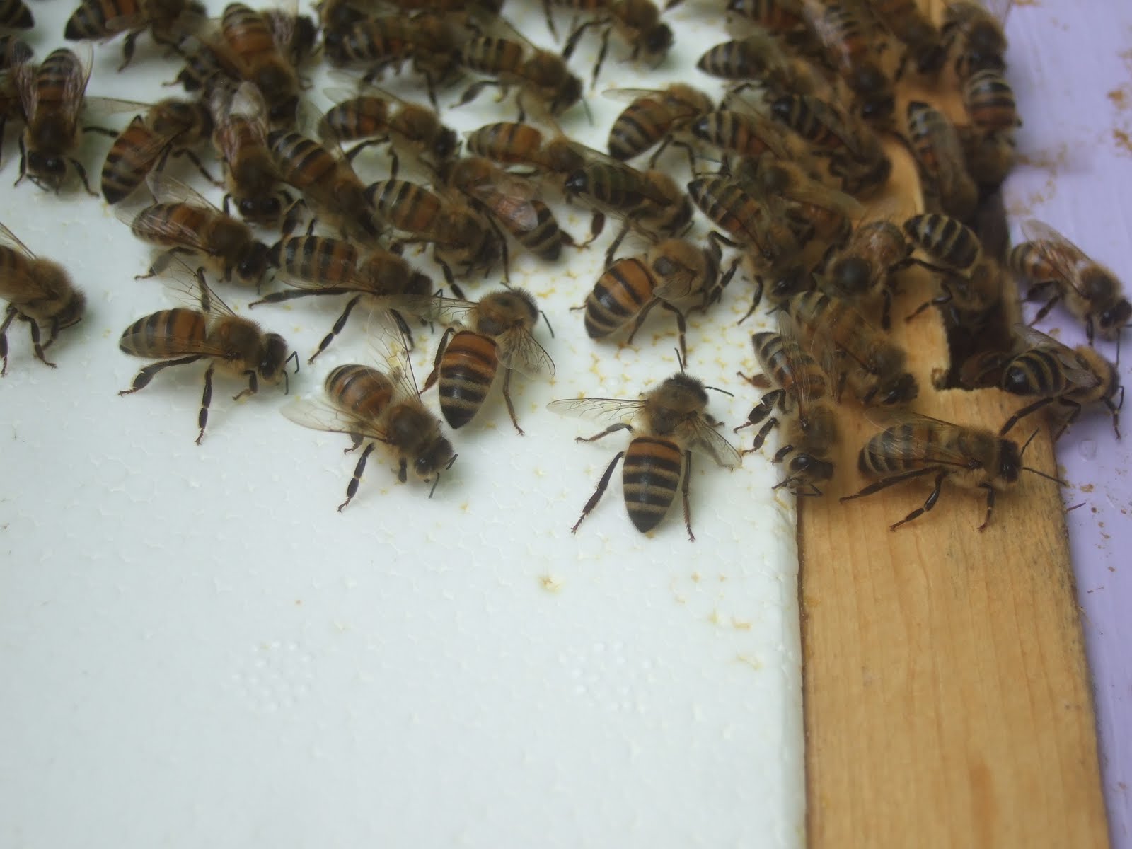 Bee-Magic Chronicles for Kids: March 2011