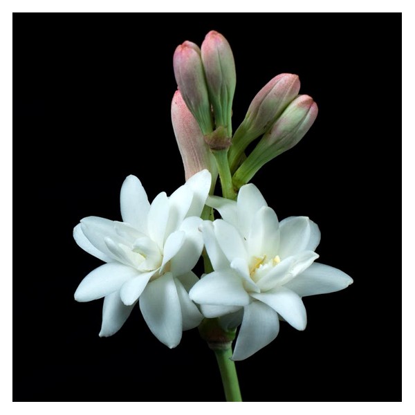 Cristina Pizarro: MÁS ALLÁ DE ESTOS NARDOS