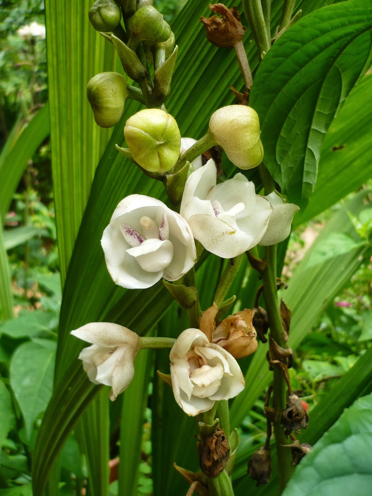 Flor Del Espiritu Santo.