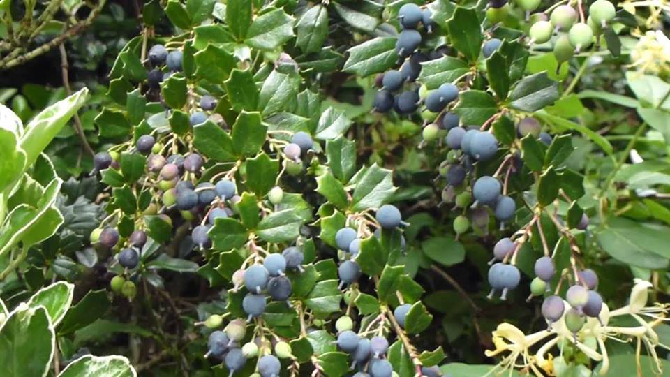 Berberis Lycium سمبلو، زیڑلرگے، کورے - Noons.info