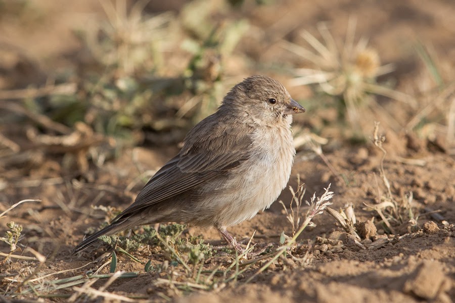 Birds of Saudi Arabia: Flocks of Yemen Serins at Al Mehfar Park – Tanoumah