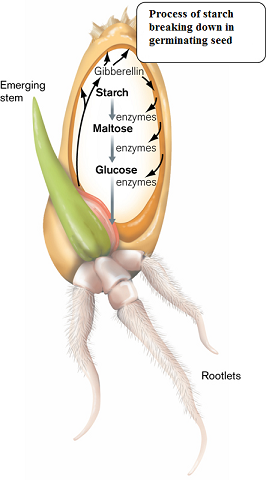 # 23 Role of enzymes in germinating seeds | Biology Notes for IGCSE ...