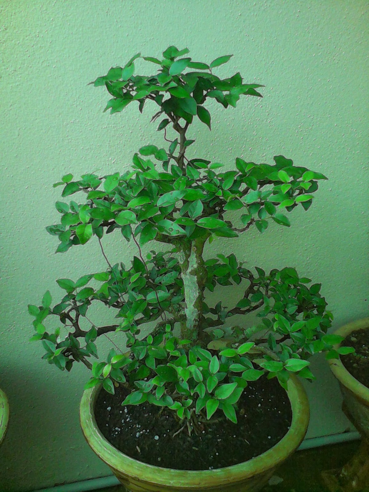 AlmansuQie's Bonsai: Santalia Pertama Ku