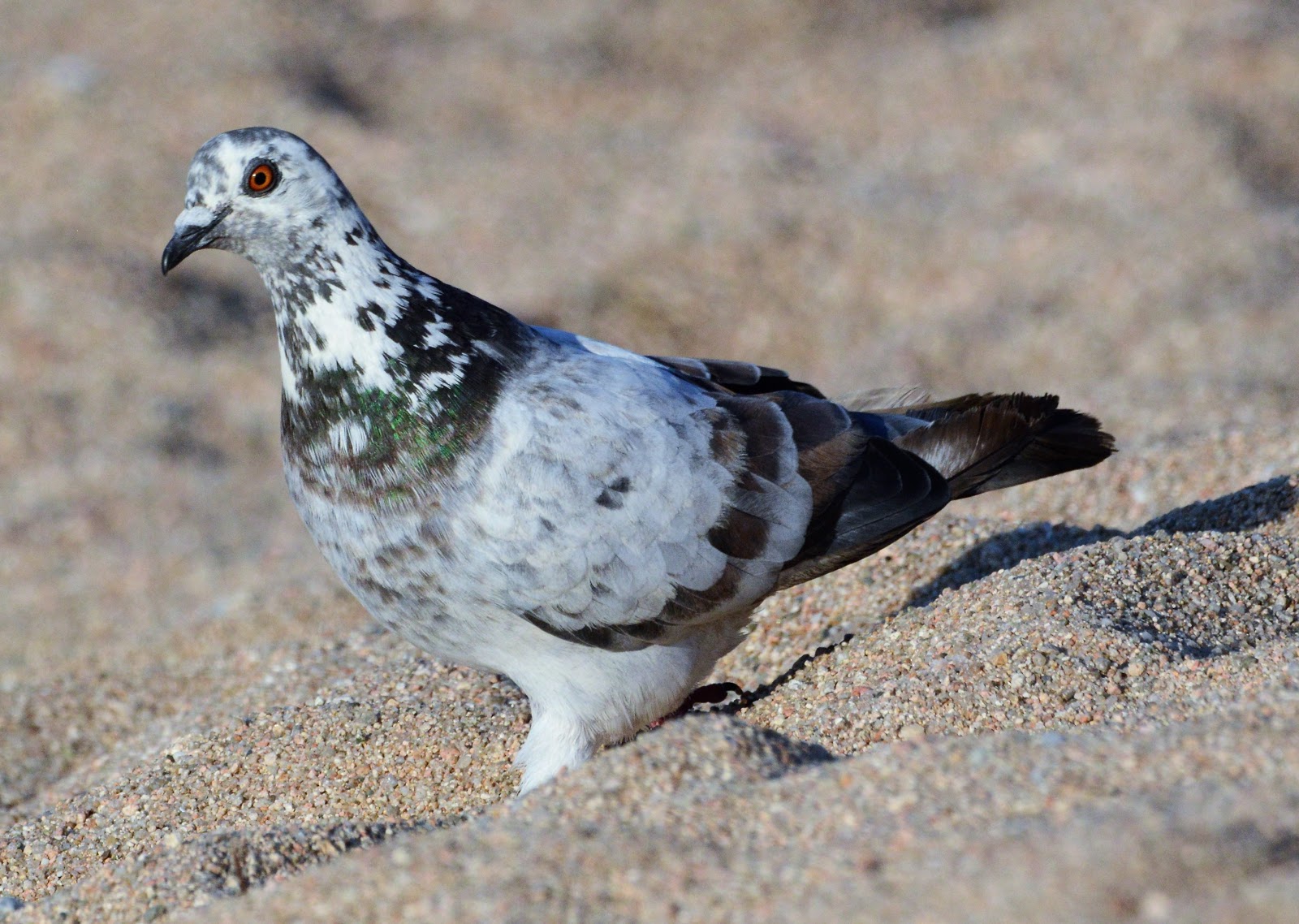 Jaumenatura: Paloma cimarrona