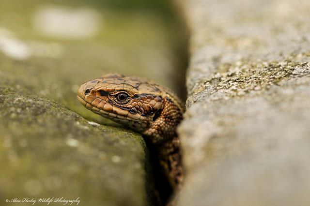 Alan Heeley Wildlife Photography: Common Lizard