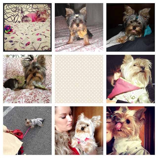 Cositas para tu mascota • Perlas y Coco