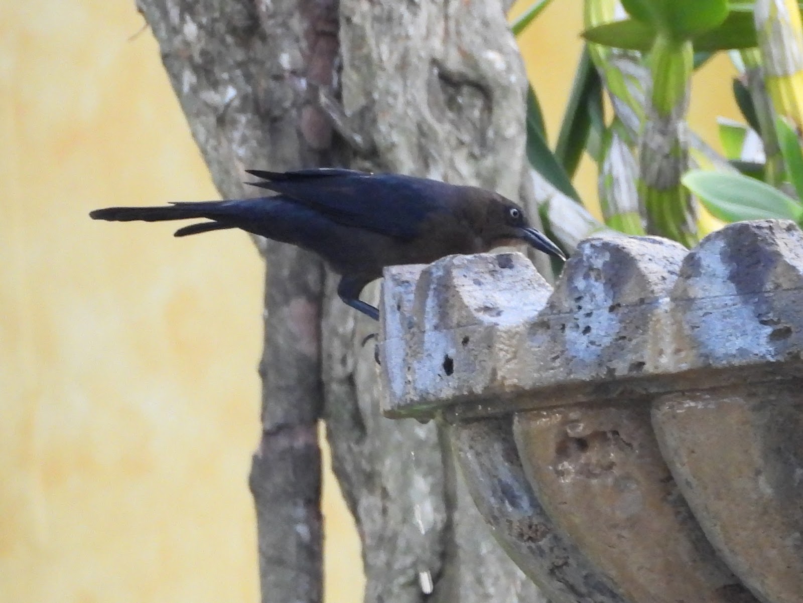 Bird & Travel Photos, Birding Sites, Bird Information: GREAT-TAILED ...