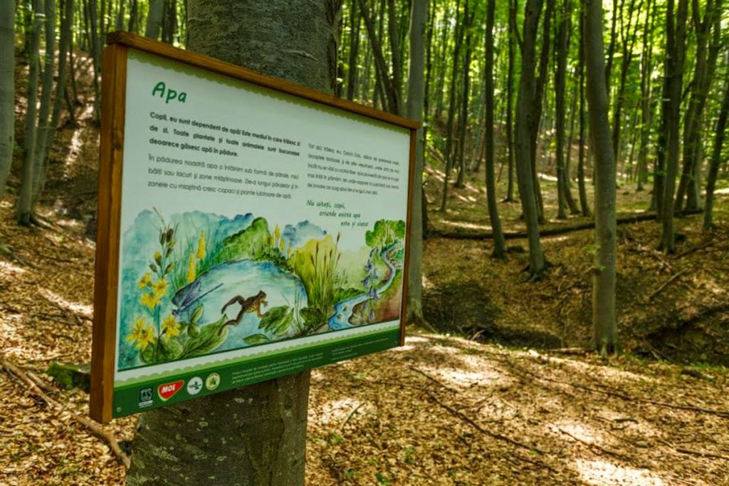 Misterele padurii - o noua poteca tematica amenajata in Fagetul ...