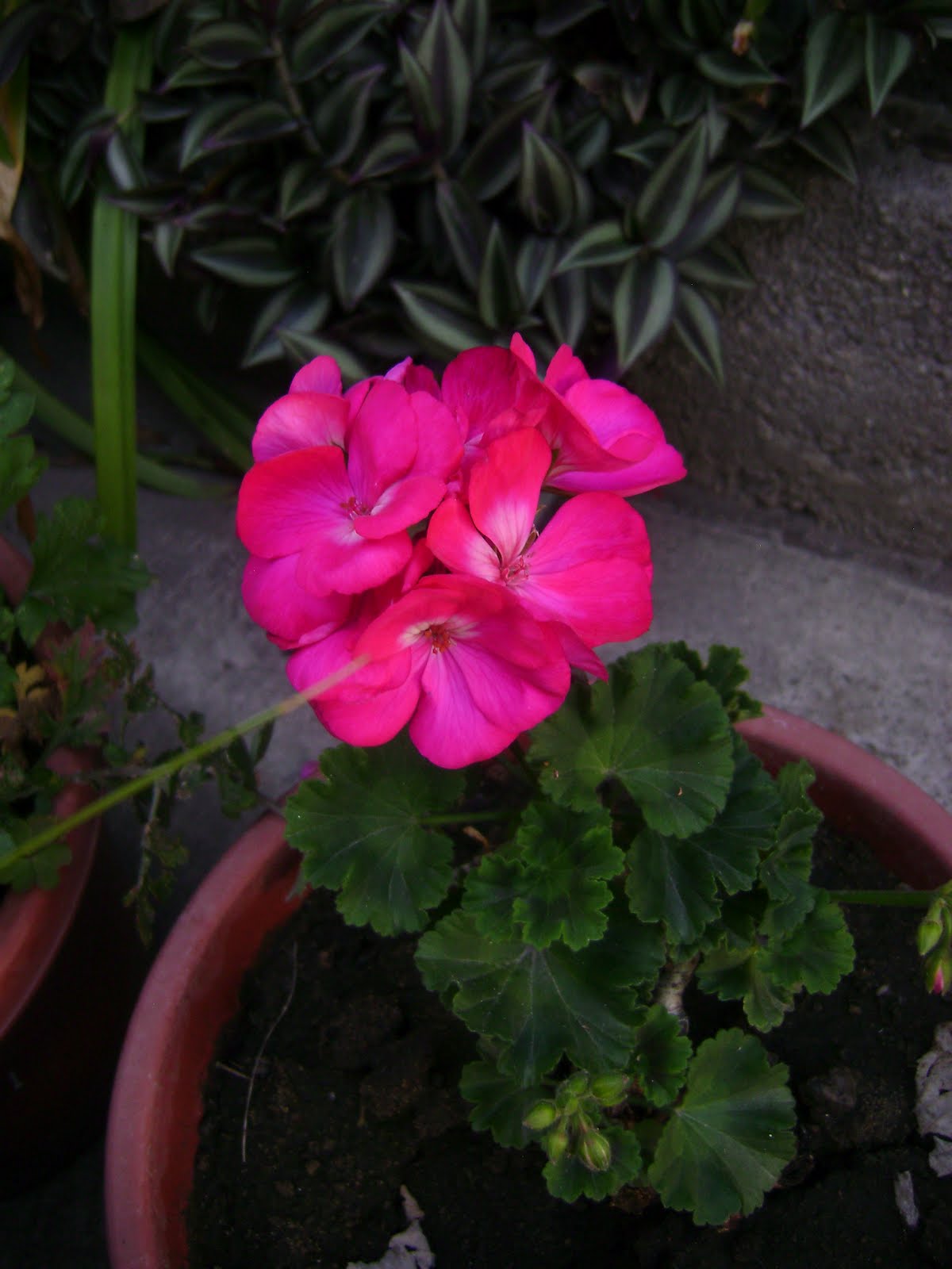 DE APROAPE..........DE CERCA......: MUSCATELE MELE....MIS GERANIOS