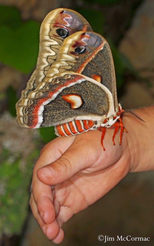 Ohio Birds and Biodiversity: Exquisite moths