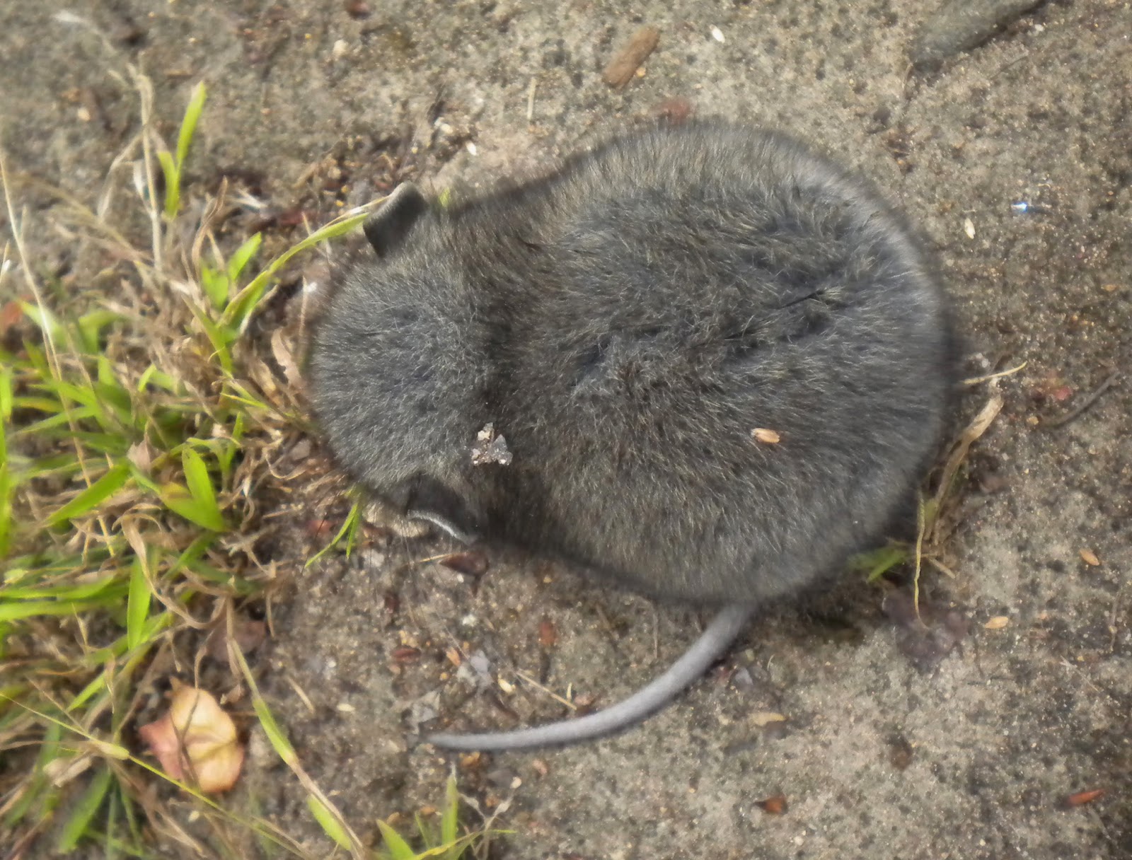 The Malibu Post: Strong Poison