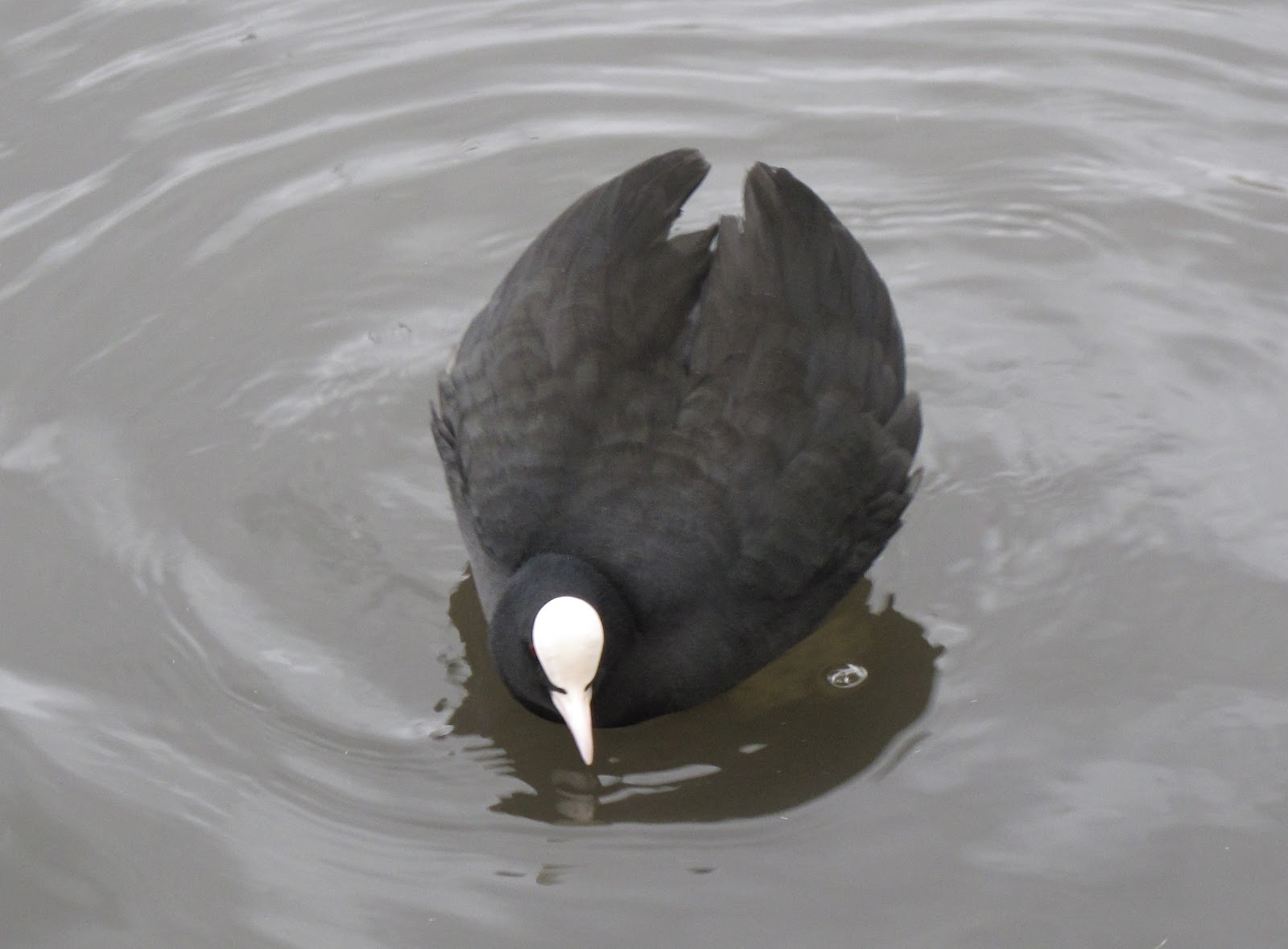The Rattling Crow: Bold as a coot