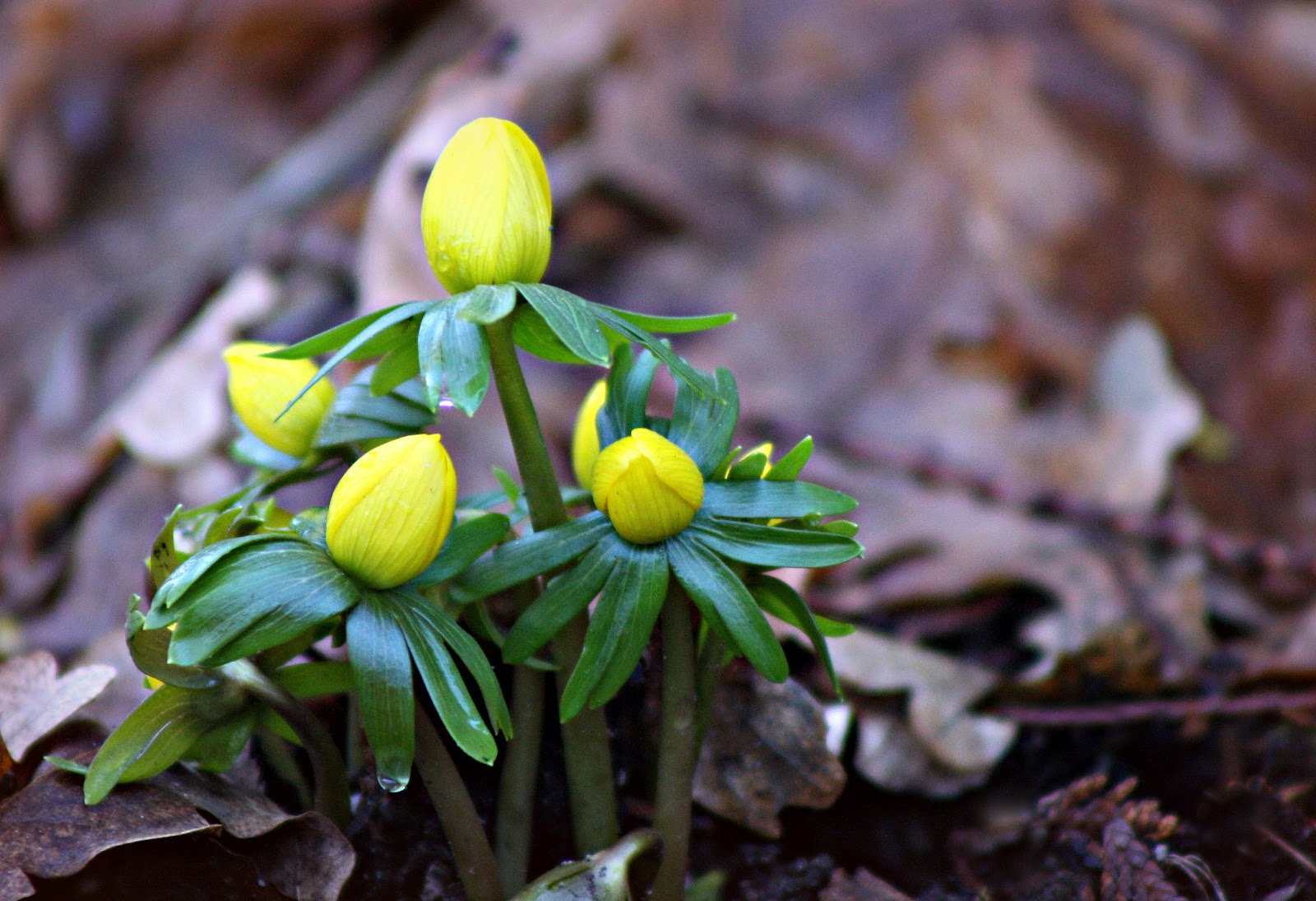 Vancouver Colours: First signs of spring...